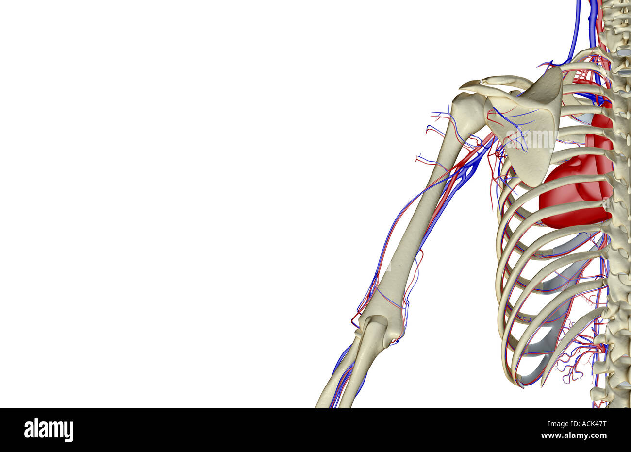 Brachial artery High Resolution Stock Photography and Images - Alamy