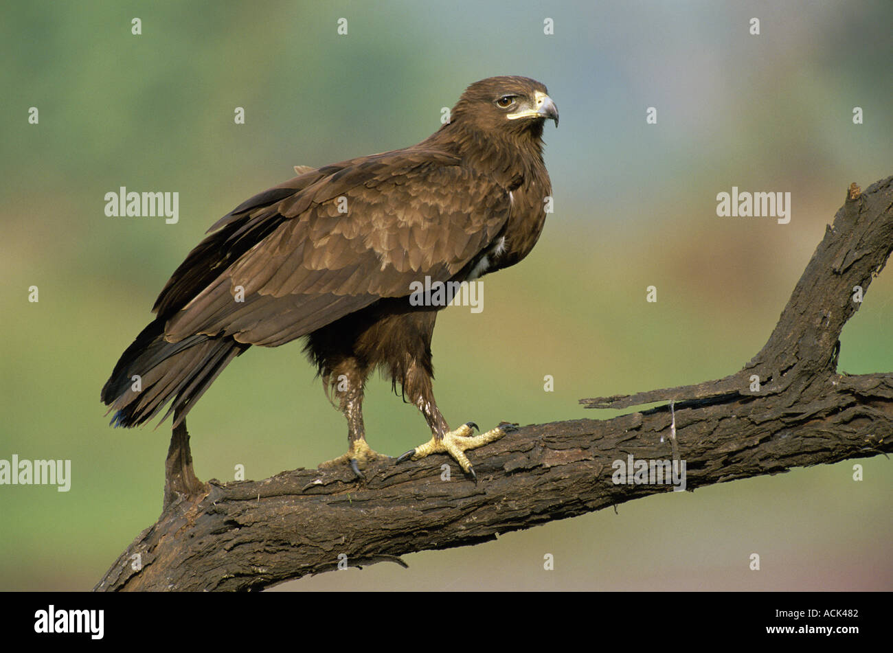 Indian spotted eagle india hi-res stock photography and images - Alamy