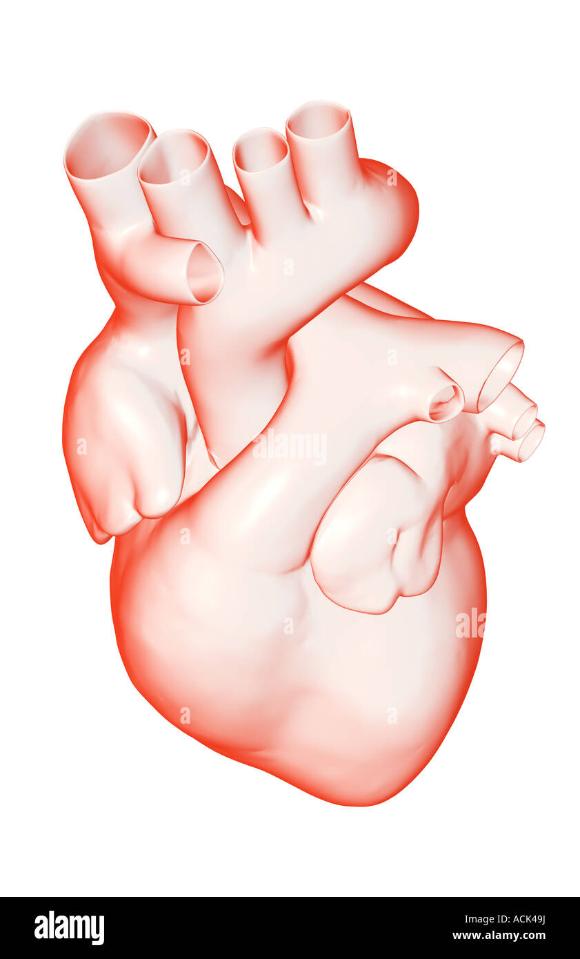 Human heart anatomy side view Cut Out Stock Images & Pictures - Alamy
