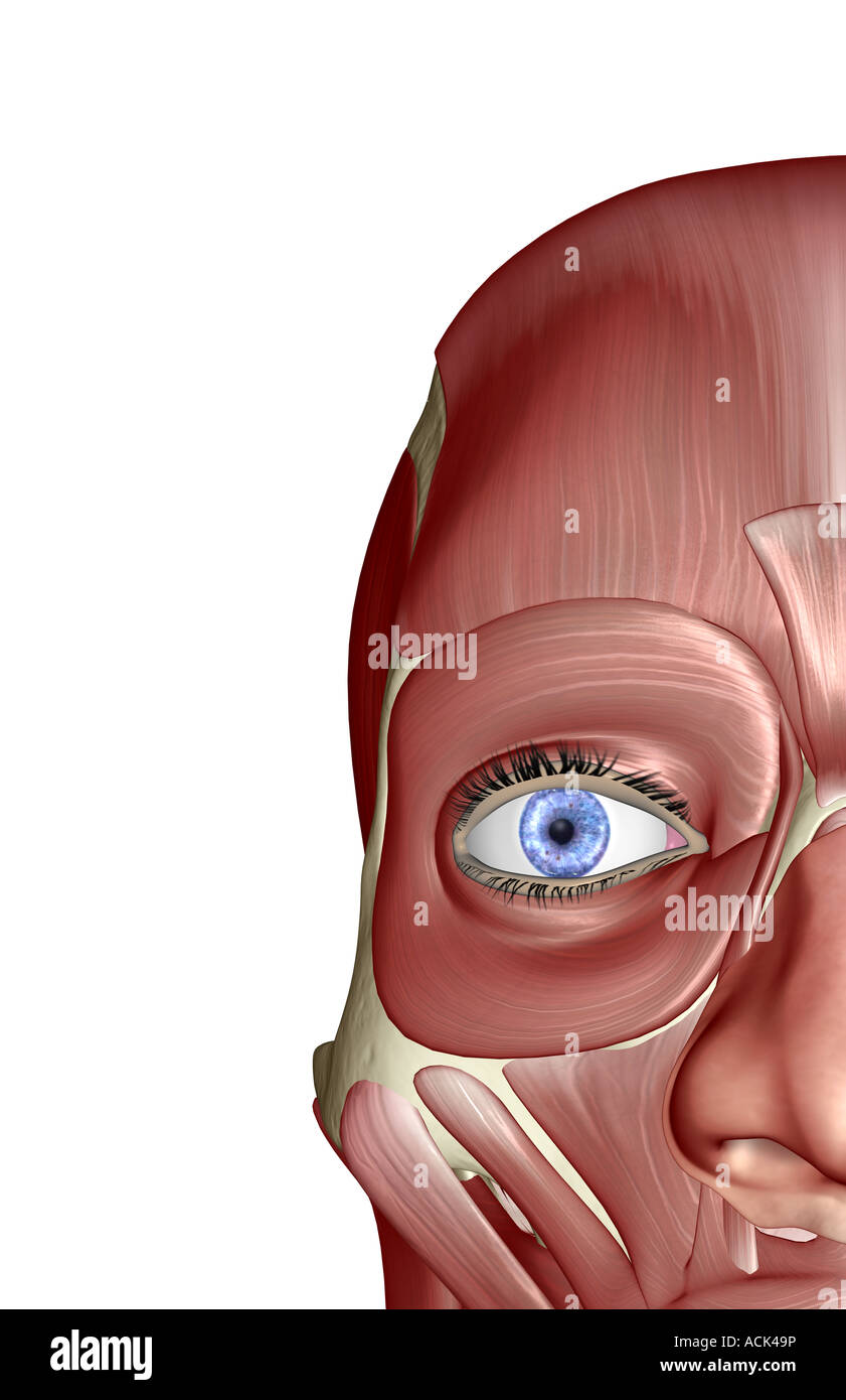 The muscles of the face Stock Photo - Alamy