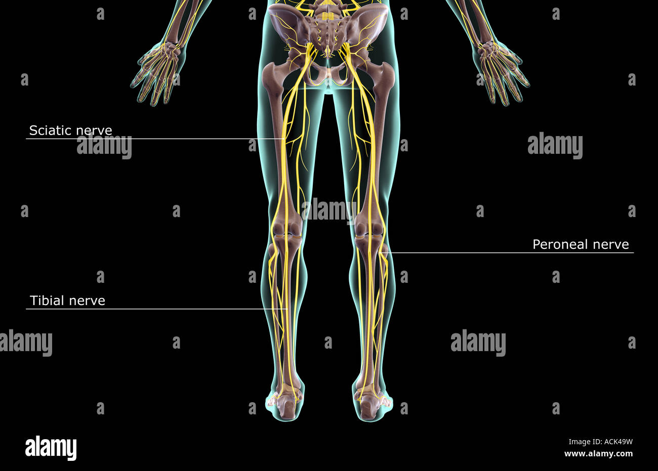 The nerves of the lower body Stock Photo - Alamy