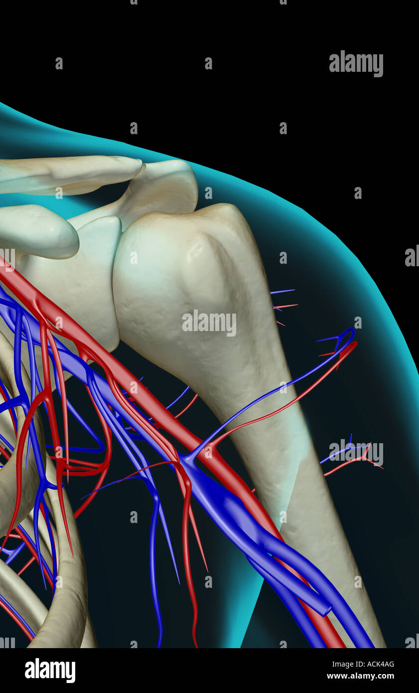 Shoulder blood supply hi-res stock photography and images - Alamy