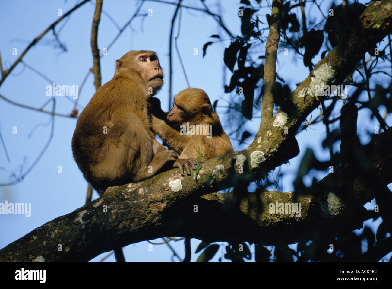 Assam macaques in tree Macaca assamensis Kaziranga NP Assam India Stock ...