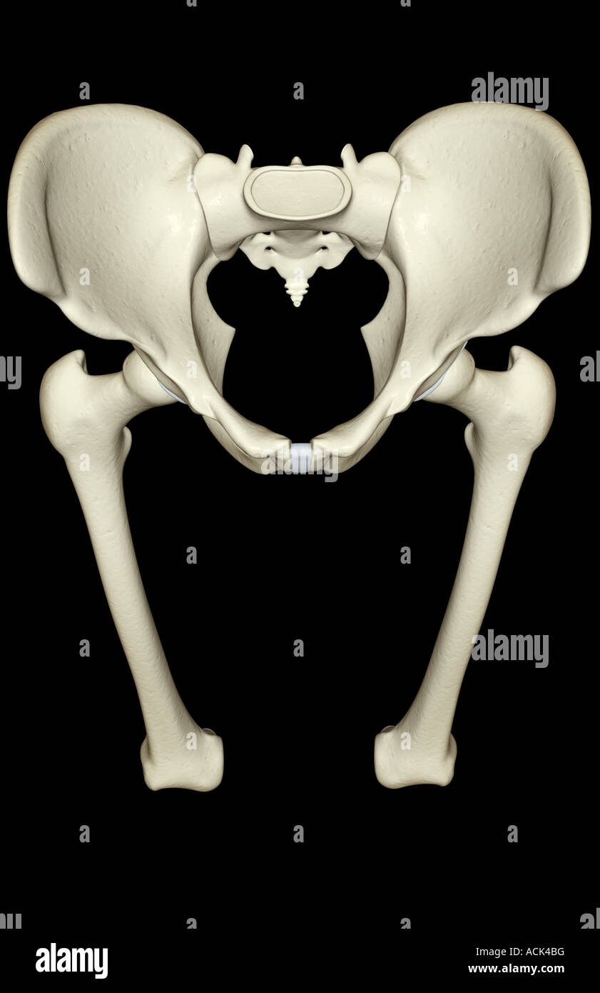 The bones of the pelvis Stock Photo - Alamy