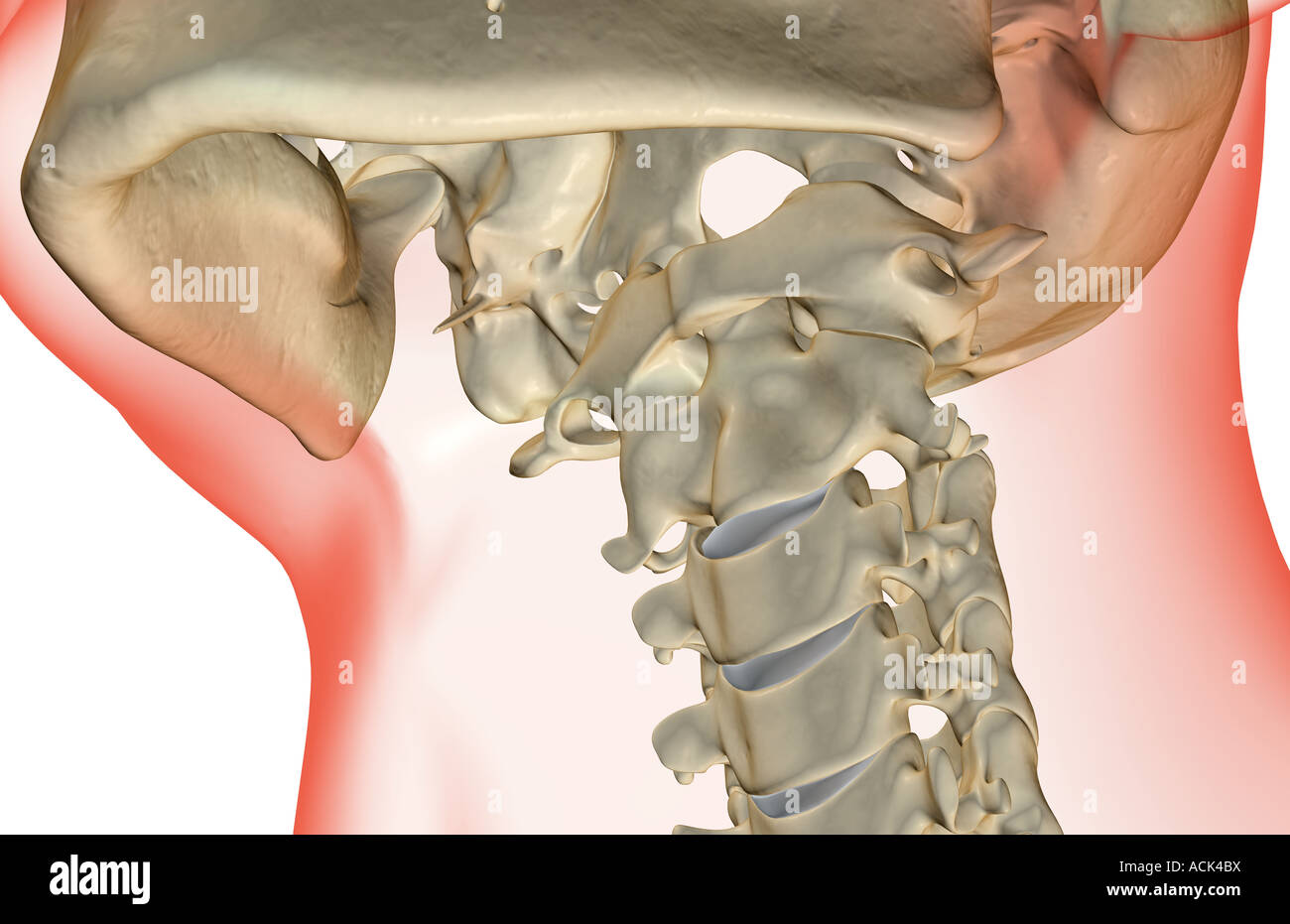 The bones of the neck Stock Photo - Alamy