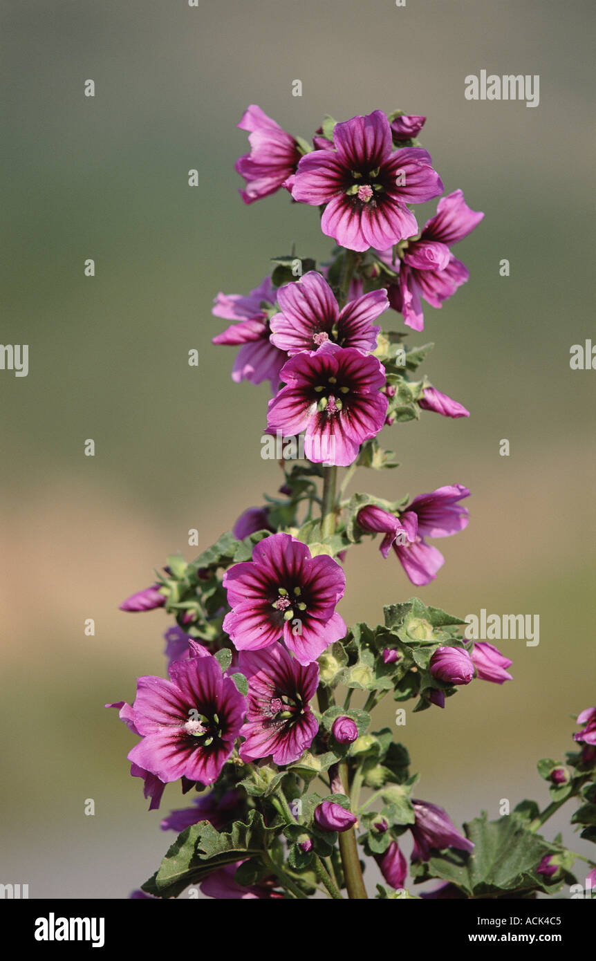 Purple spanish mallow hi-res stock photography and images - Alamy
