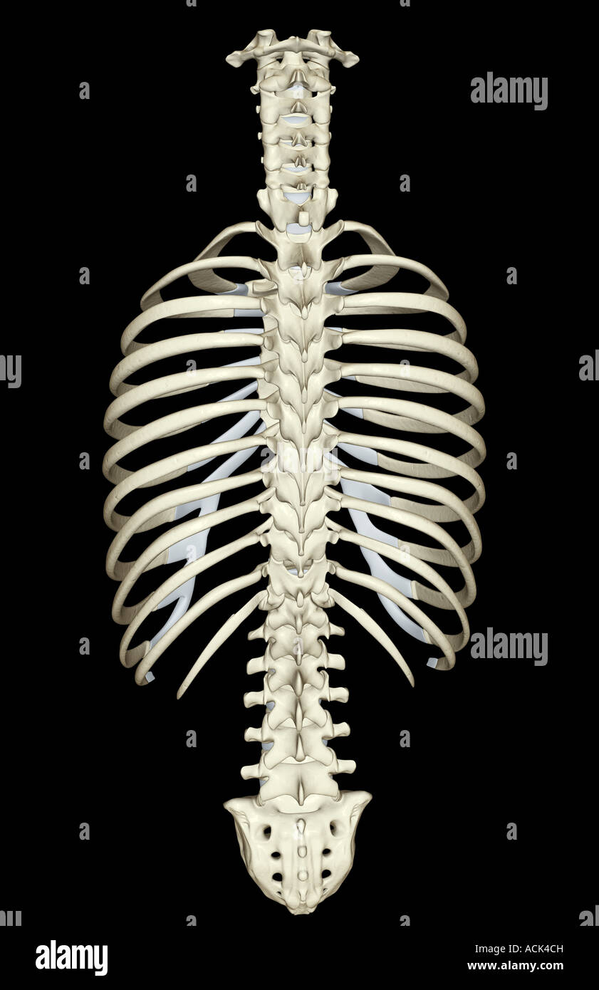Thorax spine hi-res stock photography and images - Alamy