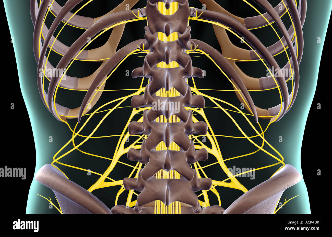 The nerves of the lower back Stock Photo - Alamy