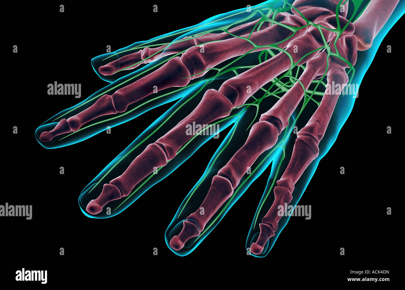 The lymph supply of the hand Stock Photo - Alamy