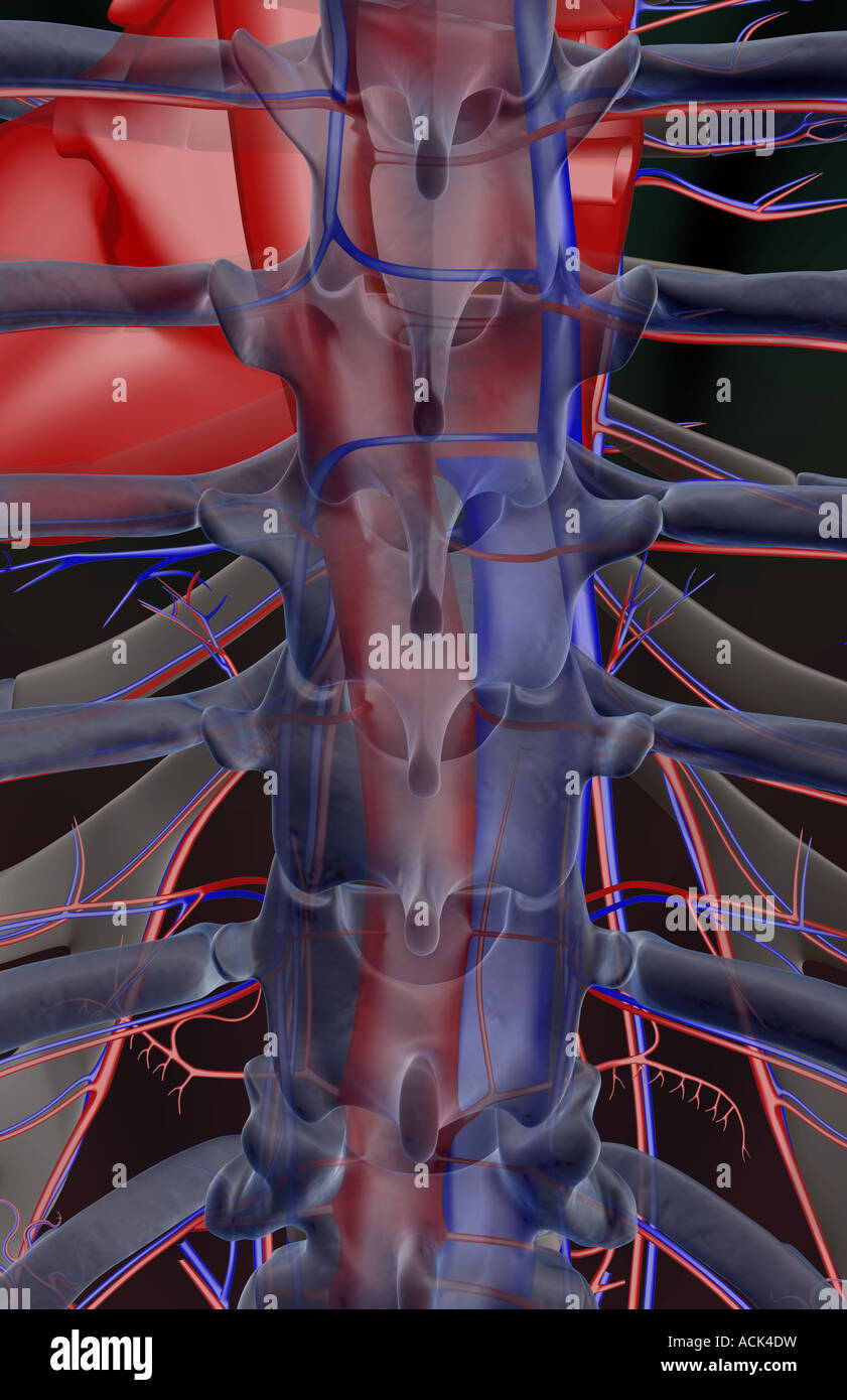 The blood vessels of the back Stock Photo - Alamy