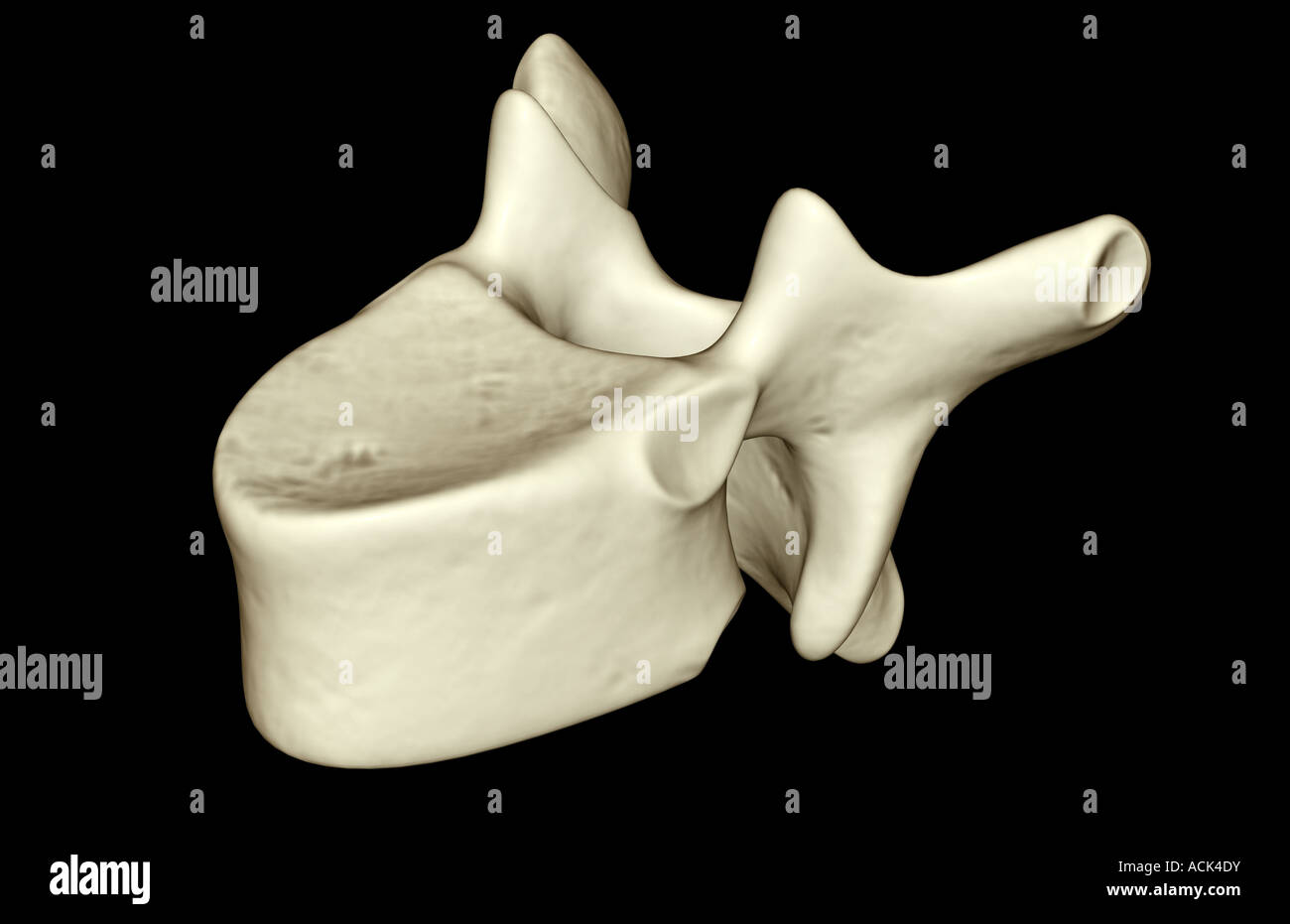 Vertebra structure hi-res stock photography and images - Alamy