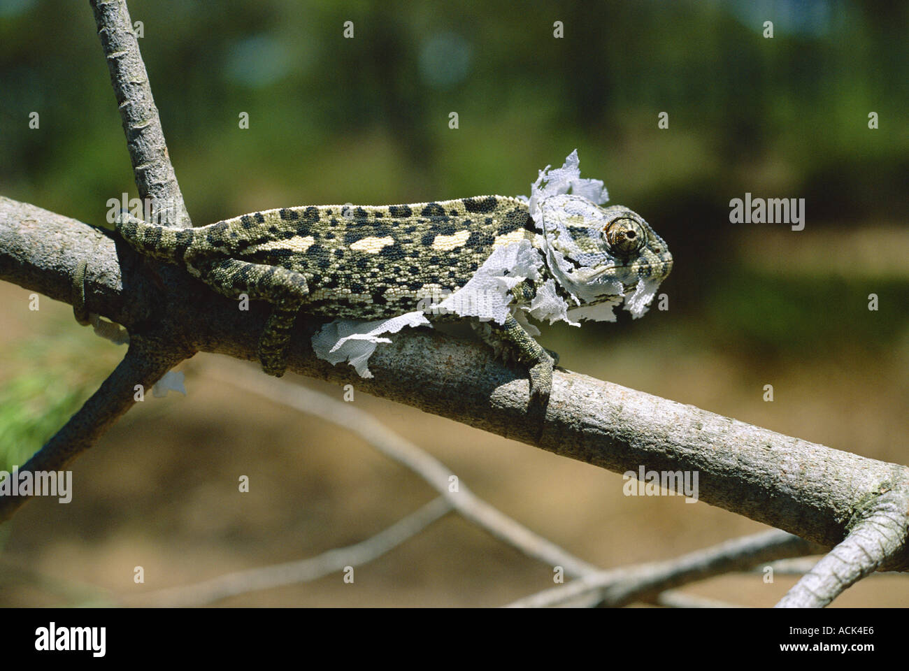 European chameleon shedding skin Chamaeleo chamaeleon Spain Stock Photo ...