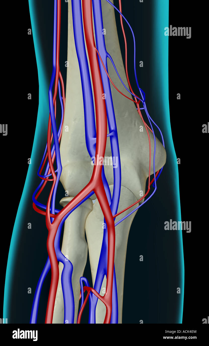The blood supply of the elbow Stock Photo - Alamy