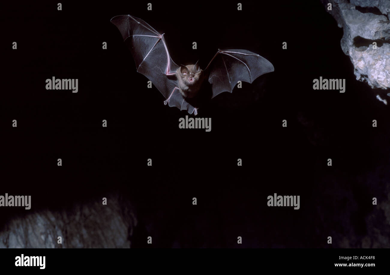 Horseshoe bats flying hi-res stock photography and images - Alamy