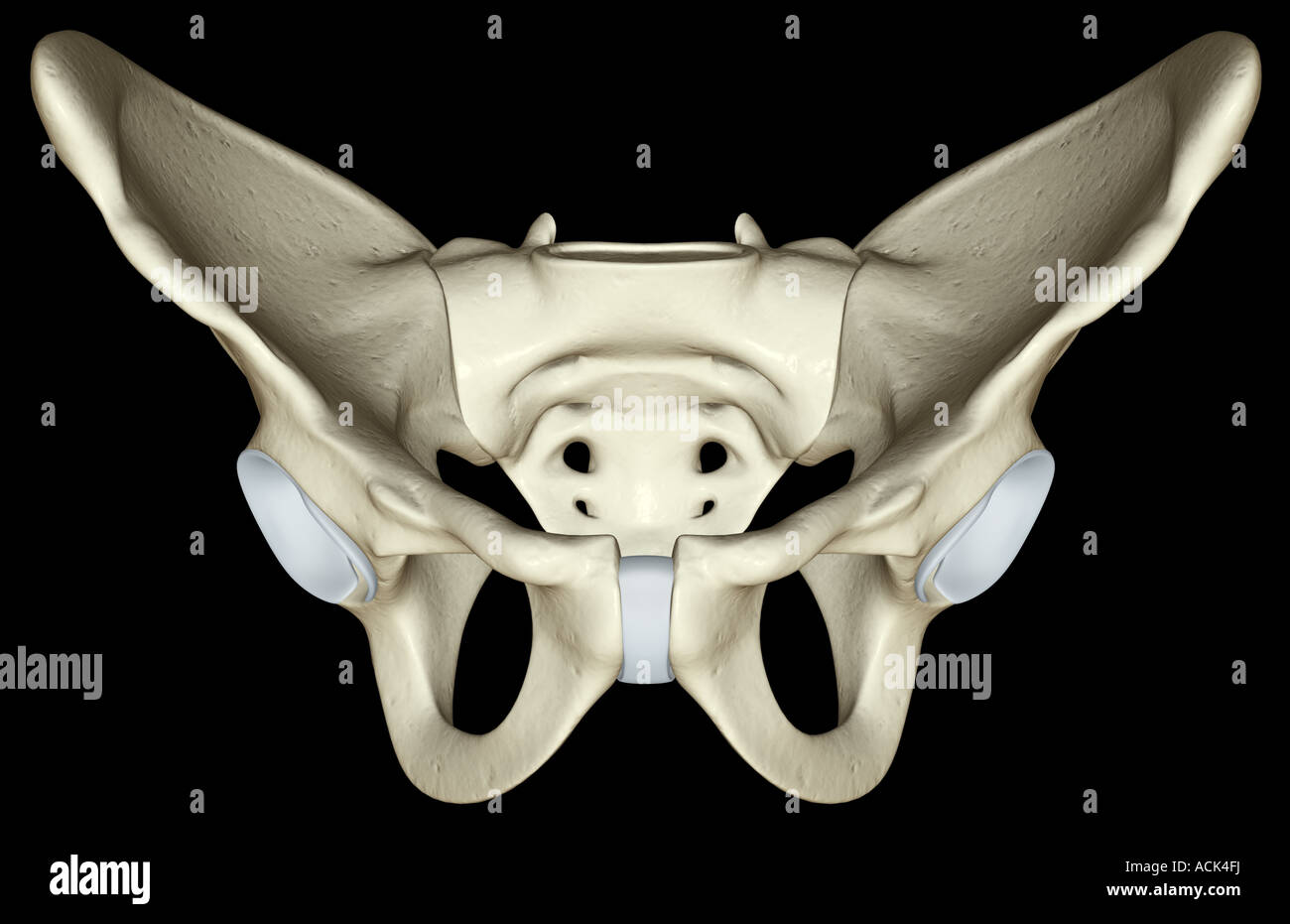 Pubic bone hi-res stock photography and images - Alamy