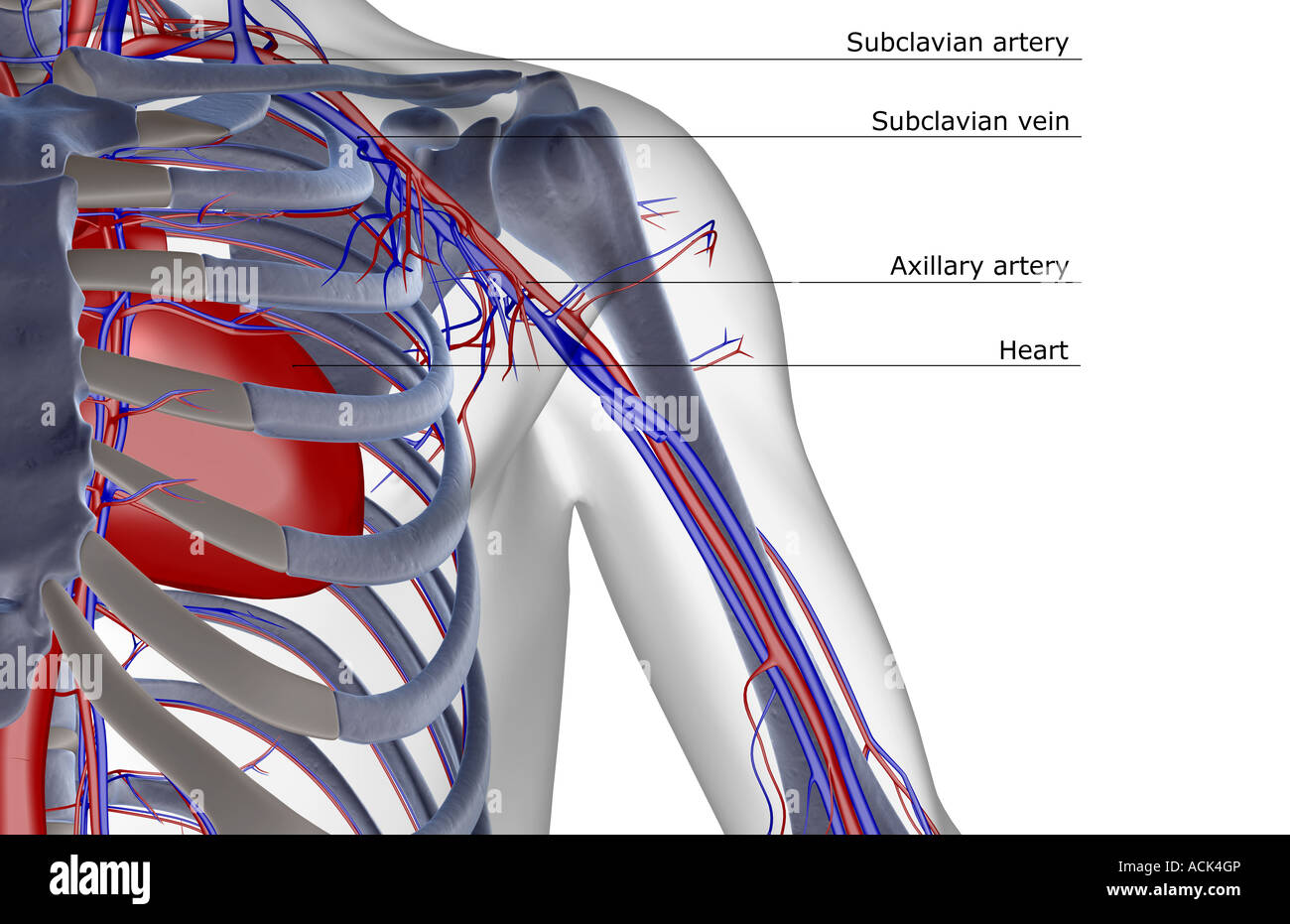 The blood supply of the shoulder Stock Photo - Alamy