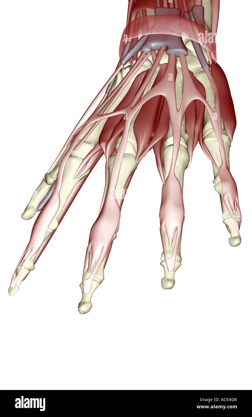 The muscles of the hand Stock Photo - Alamy