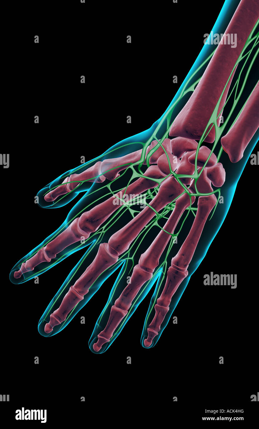 The lymph supply of the hand Stock Photo - Alamy