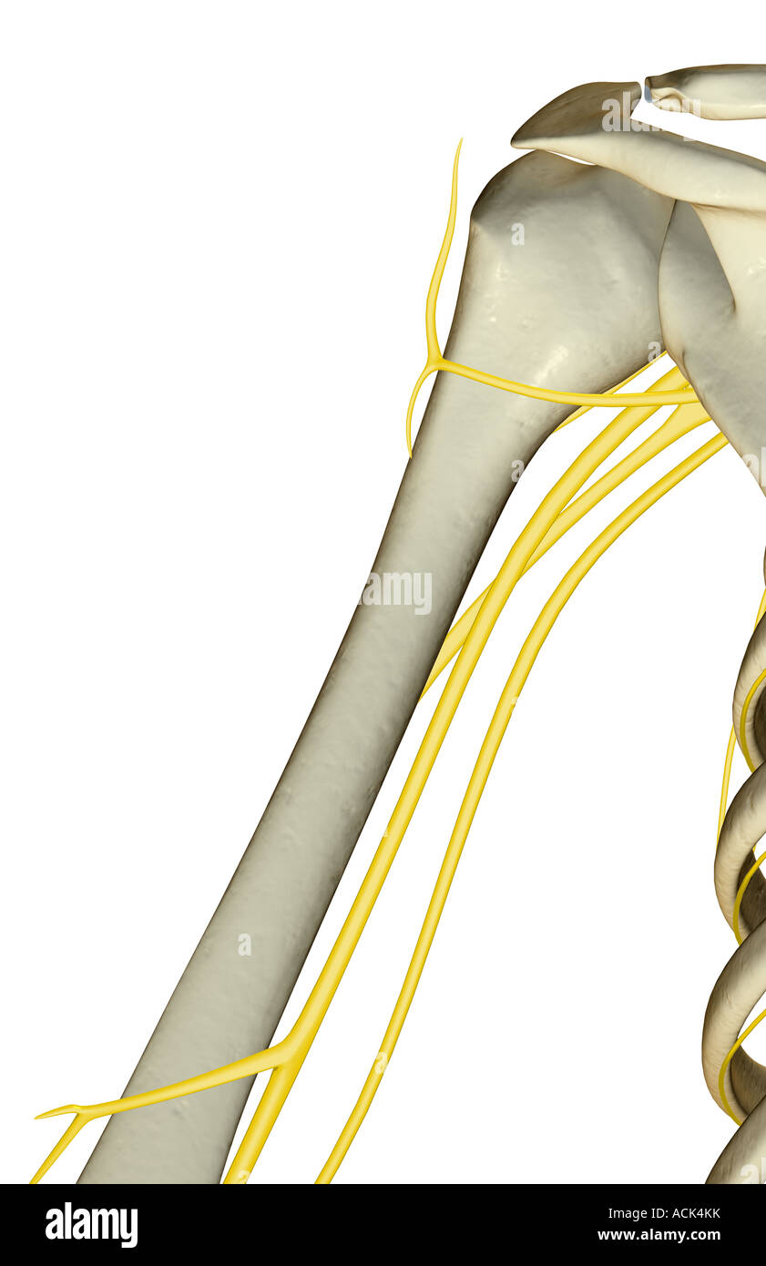 Axillary Nerve Distribution