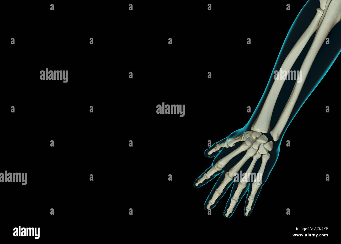 Forearm Bones High Resolution Stock Photography and Images - Alamy