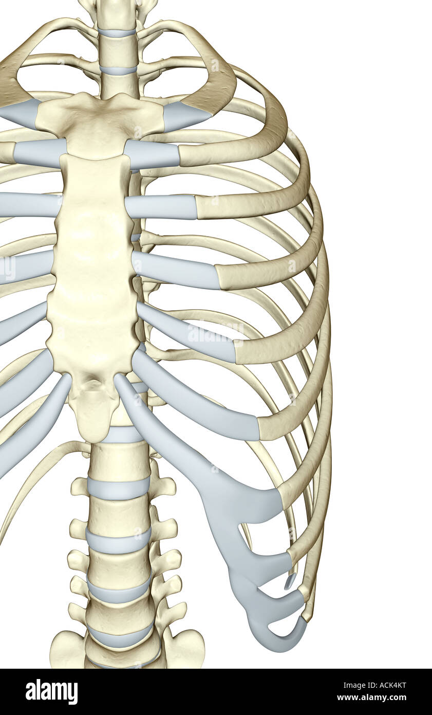 Xiphoid process hi-res stock photography and images - Alamy