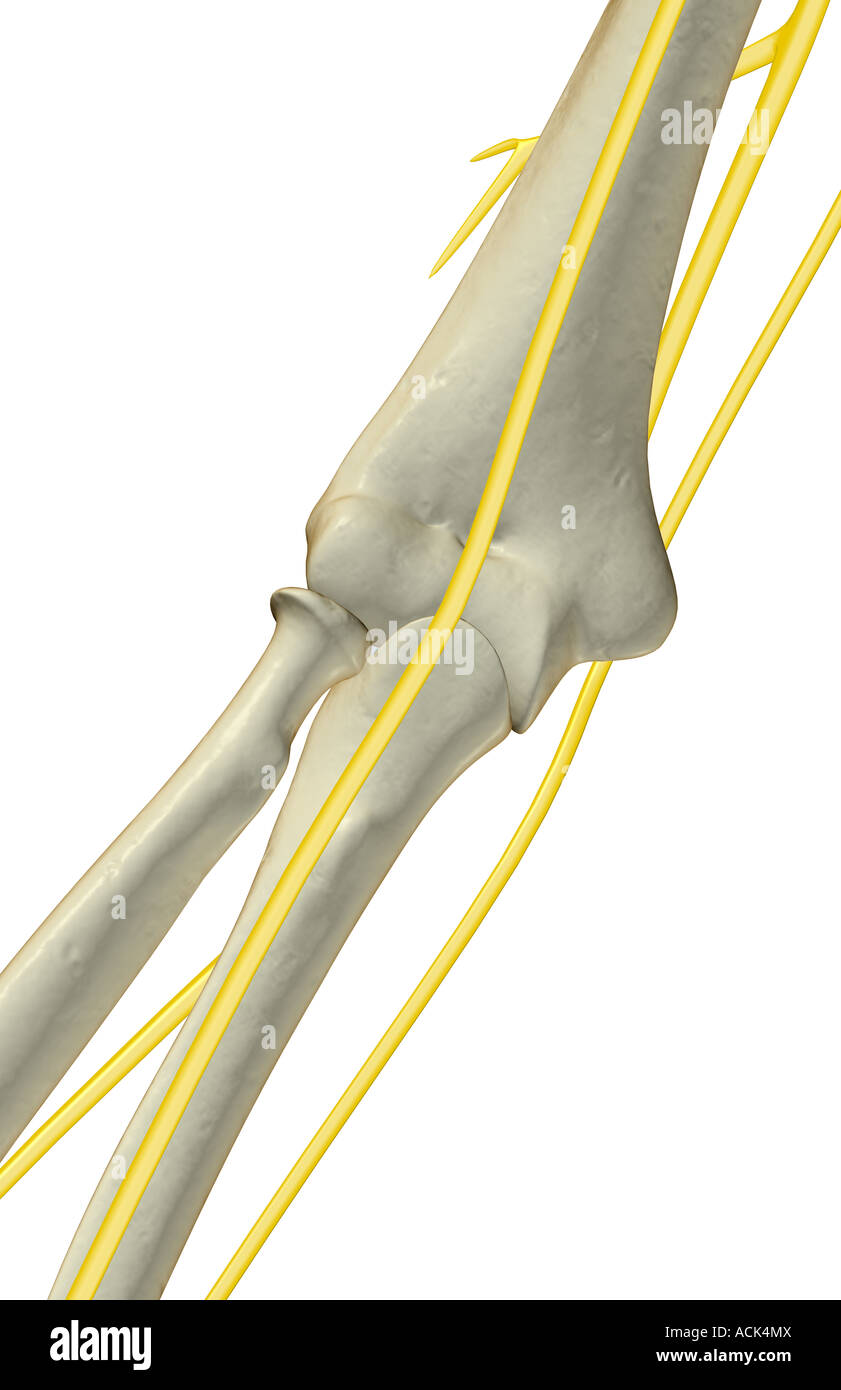 Median nerve hi-res stock photography and images - Alamy