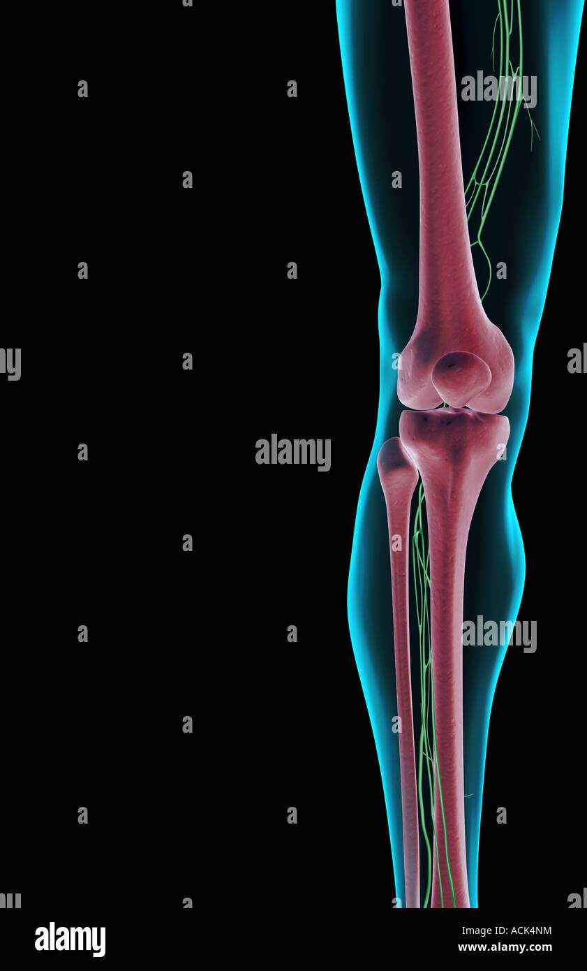 The lymph supply of the knee Stock Photo - Alamy