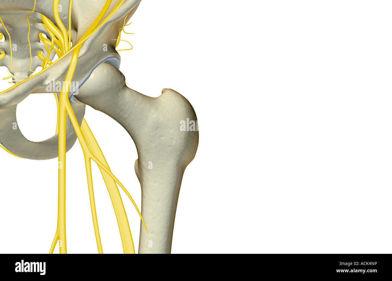 Nerves Hip High Resolution Stock Photography and Images - Alamy