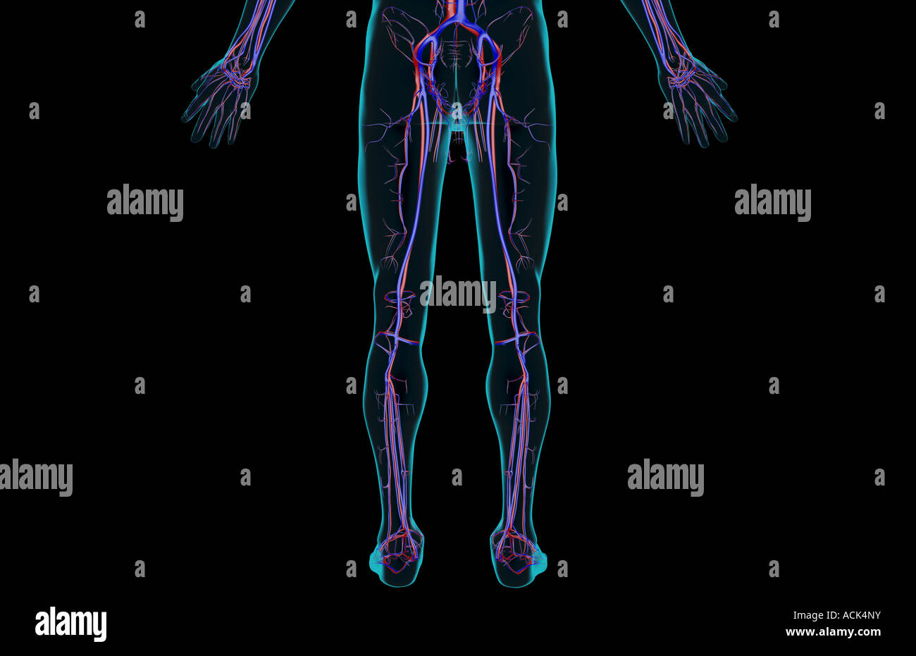 The blood supply of the lower body Stock Photo - Alamy