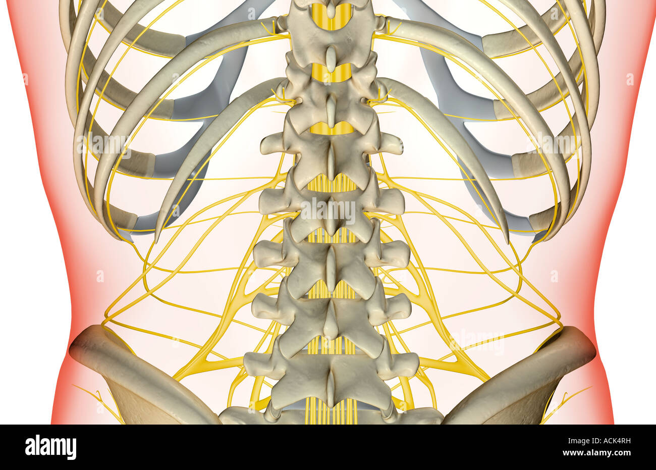 The nerves of the lower back Stock Photo - Alamy