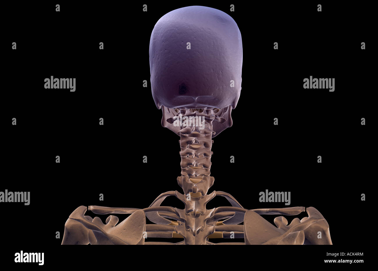 The bones of the head and neck Stock Photo - Alamy
