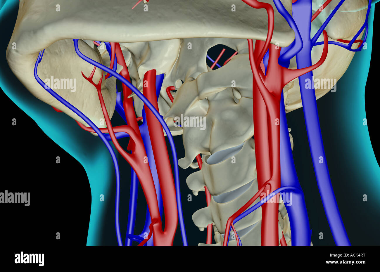 Blood Vessels Of The Neck High Resolution Stock Photography and Images ...