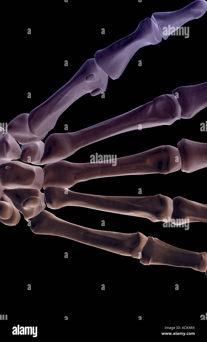 Close up view bones hand bones hi-res stock photography and images - Alamy