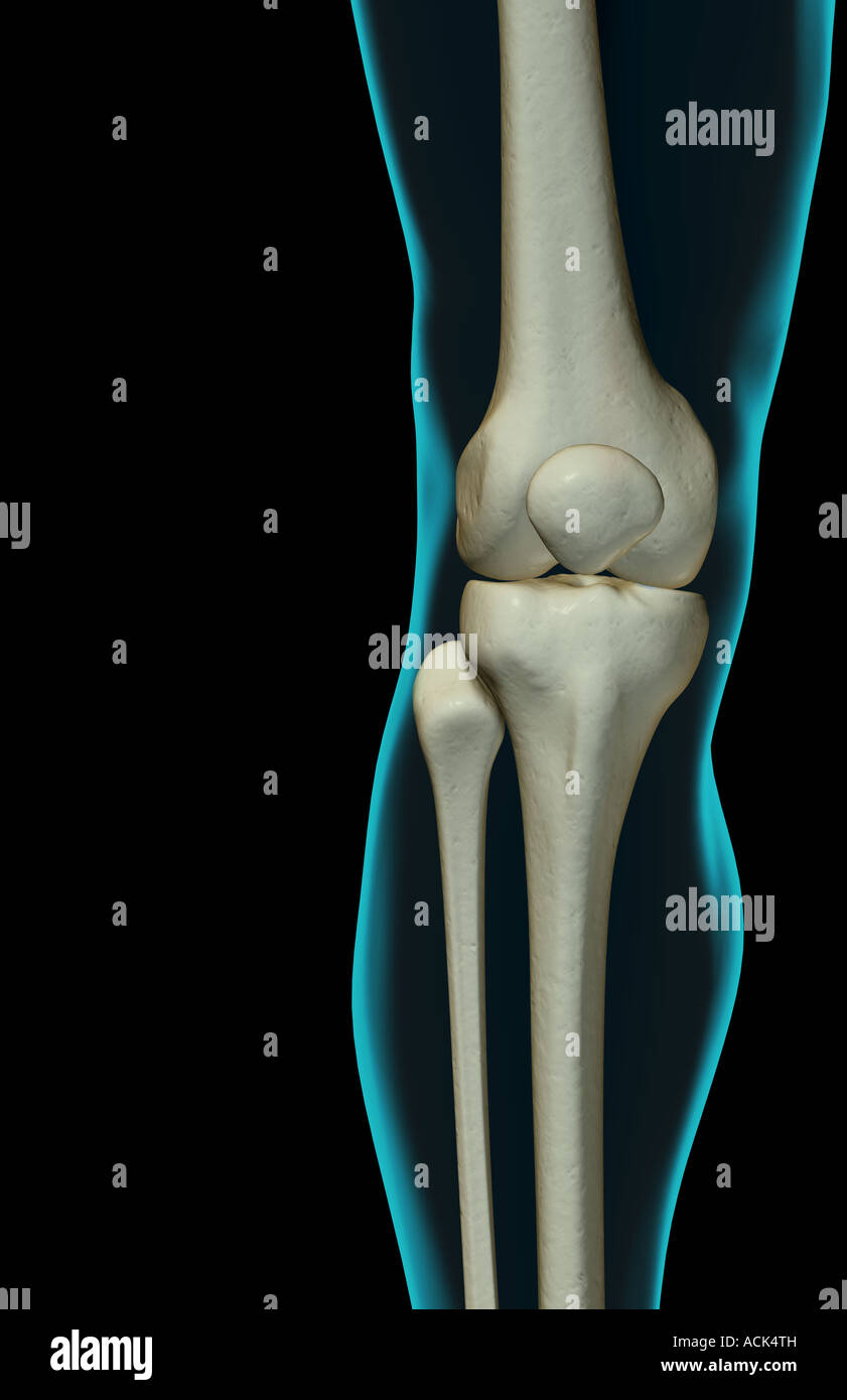 The bones of the knee Stock Photo - Alamy