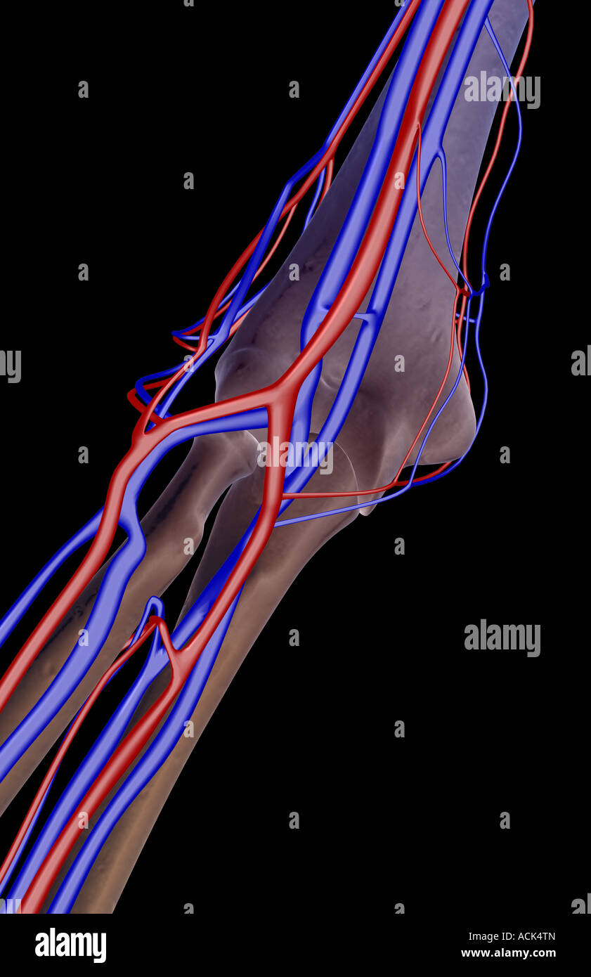 The blood supply of the elbow Stock Photo - Alamy