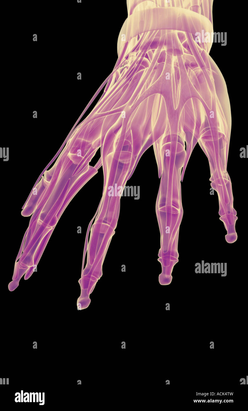 The muscles of the hand Stock Photo - Alamy