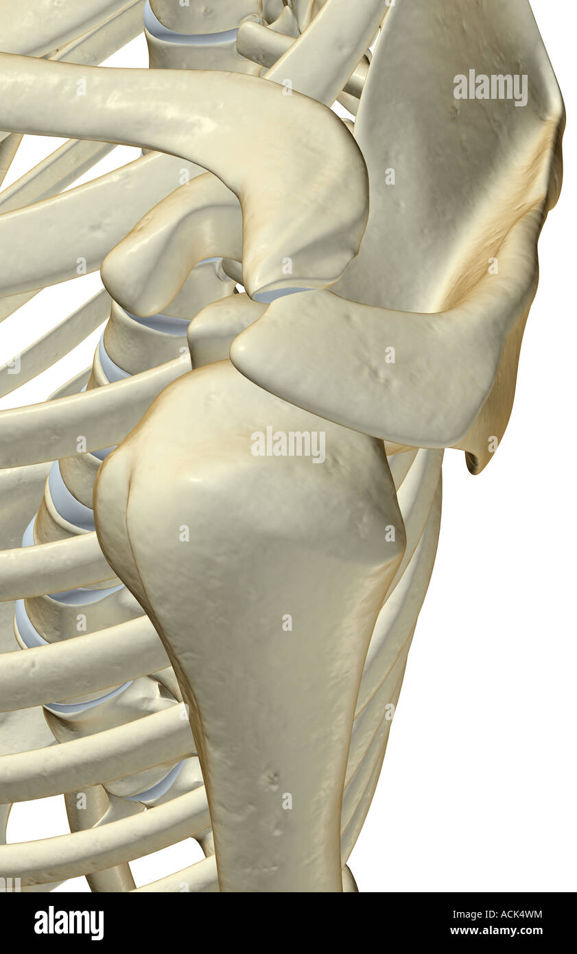 The bones of the shoulder Stock Photo - Alamy