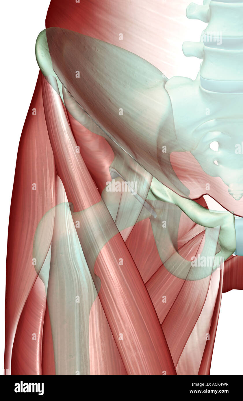 The musculoskeleton of the hip Stock Photo - Alamy