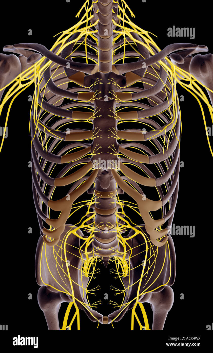 The nerves of the trunk Stock Photo - Alamy