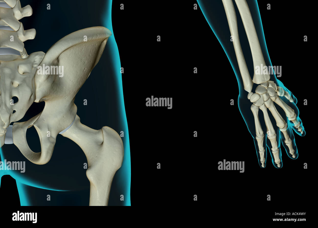 The bones of the hip Stock Photo - Alamy
