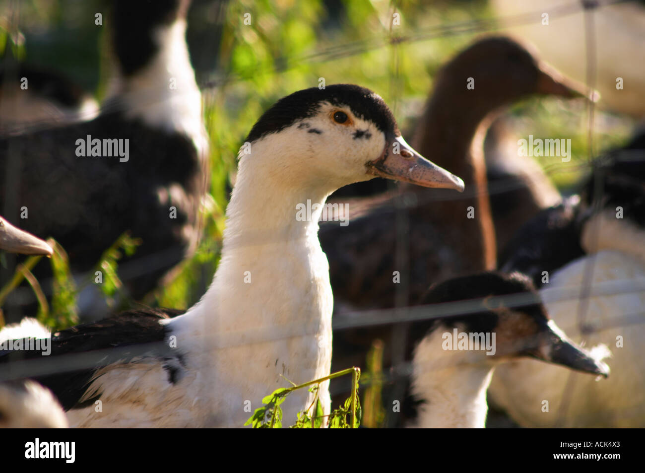 White and black ducks at a duck farm, kept outdoors for grazing before ...