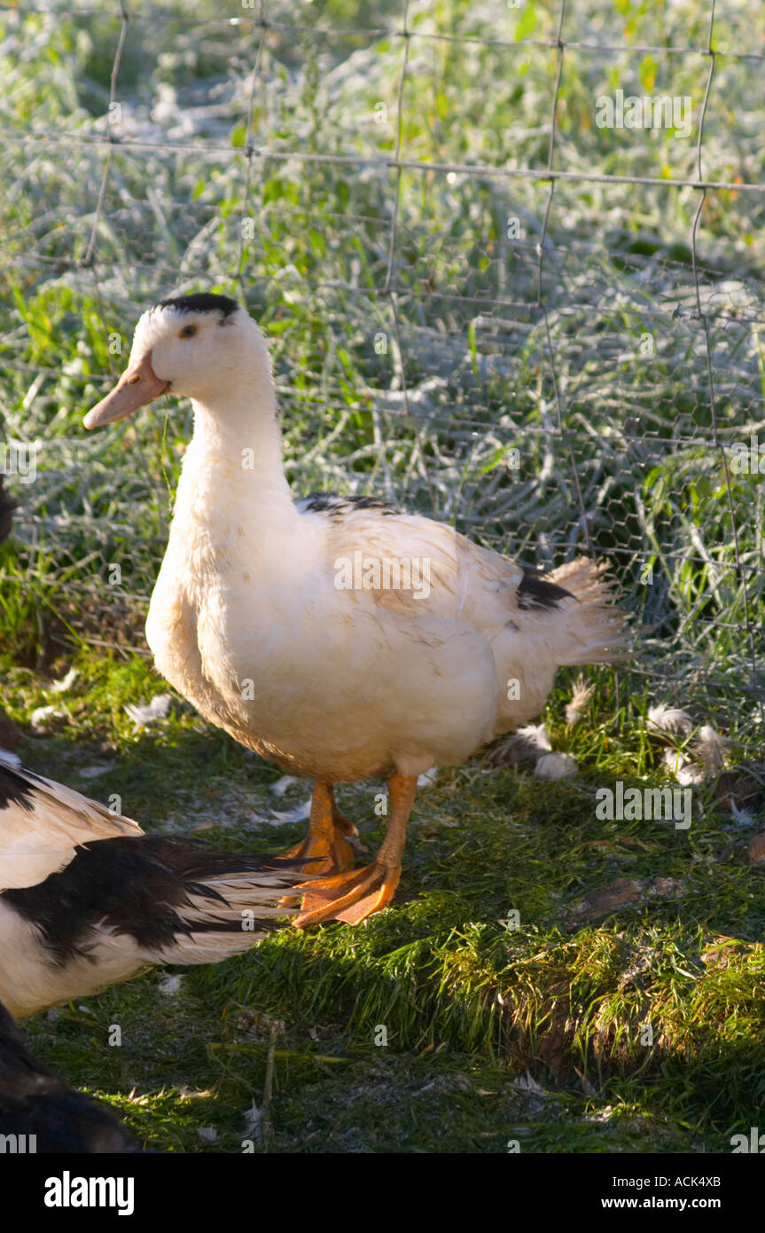 White and black ducks at a duck farm, kept outdoors for grazing before ...