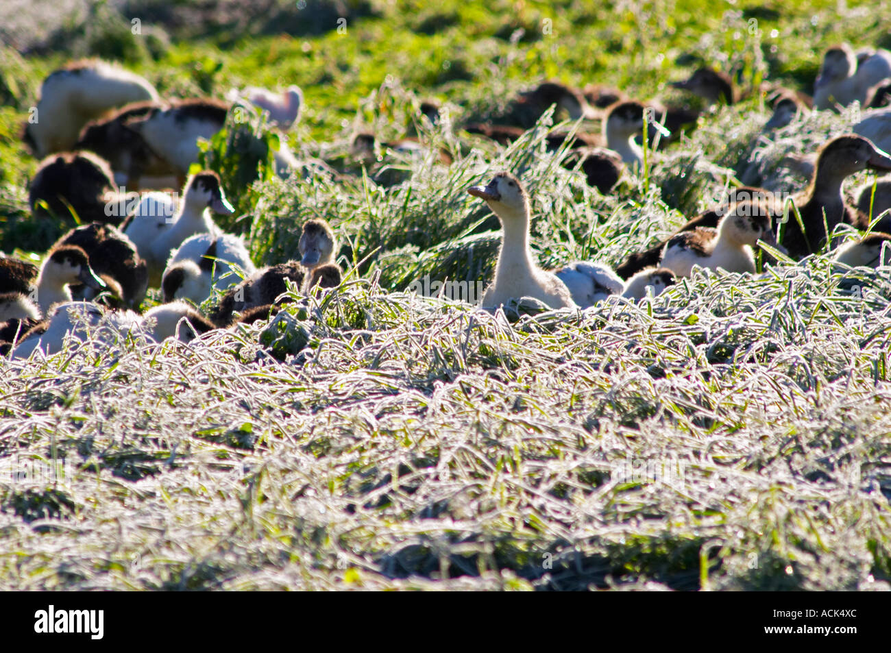 White and black ducks at a duck farm, kept outdoors for grazing before ...