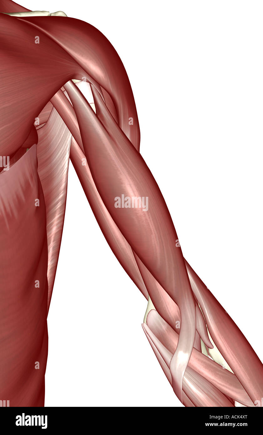 Upper Arm Muscles Unlabeled Forearm Muscles Anatomy • Muscles That