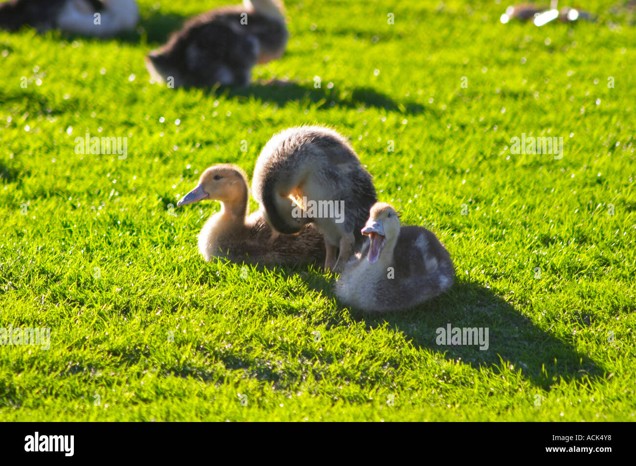Foie gras force feeding ducks hi-res stock photography and images - Alamy