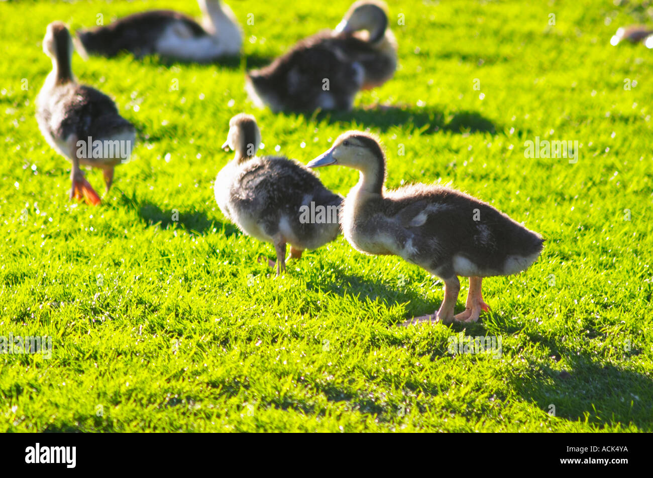 White and black ducks at a duck farm, kept outdoors for grazing before ...