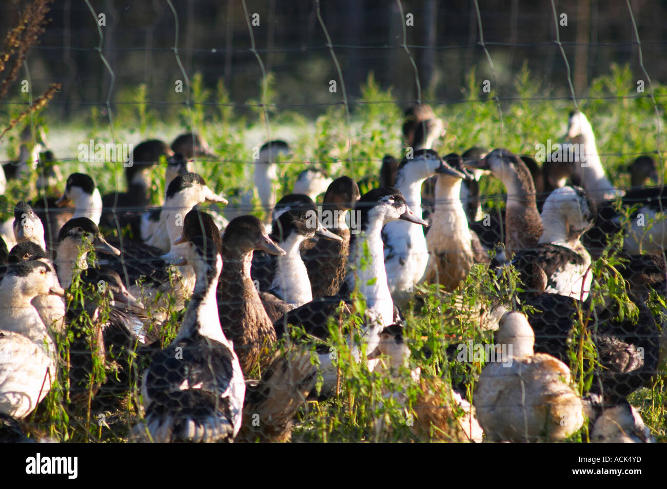 White and black ducks at a duck farm, kept outdoors for grazing before ...