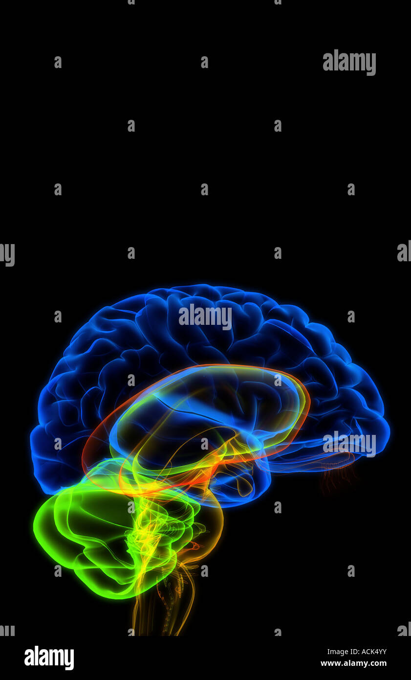 Stylised brain hi-res stock photography and images - Alamy