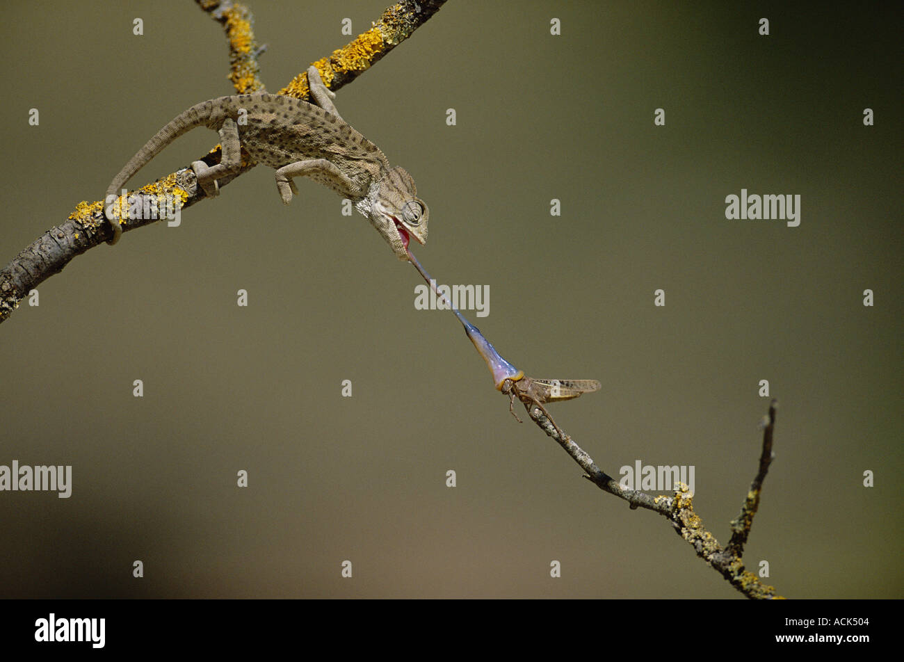 Chameleon hunting series hi-res stock photography and images - Alamy
