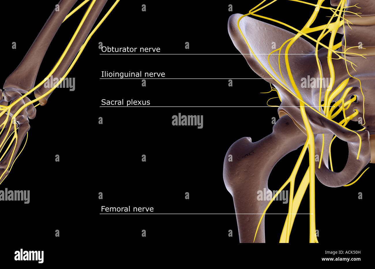 Ilioinguinal Nerve Distribution